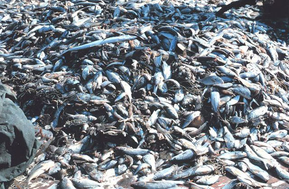 overfishing: overfishing in hawaii